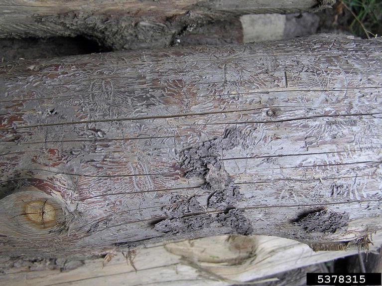 six-toothed spruce bark beetle (Pityogenes chalcographus)