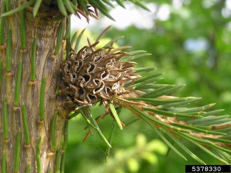 adelgid (Adelges viridis)