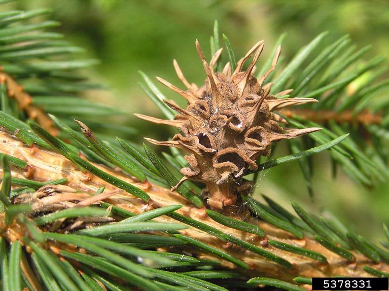 adelgid (Adelges viridis)