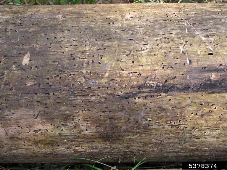 engraver beetle (Ips acuminatus (Gyllenhal, 1827))