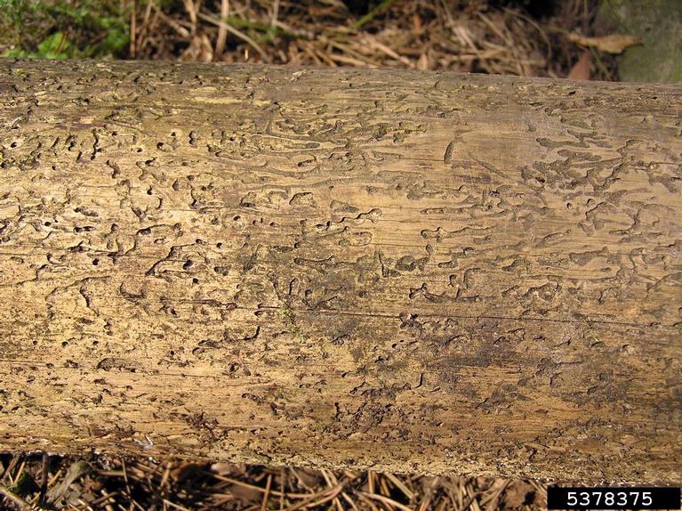 engraver beetle (Ips acuminatus (Gyllenhal, 1827))