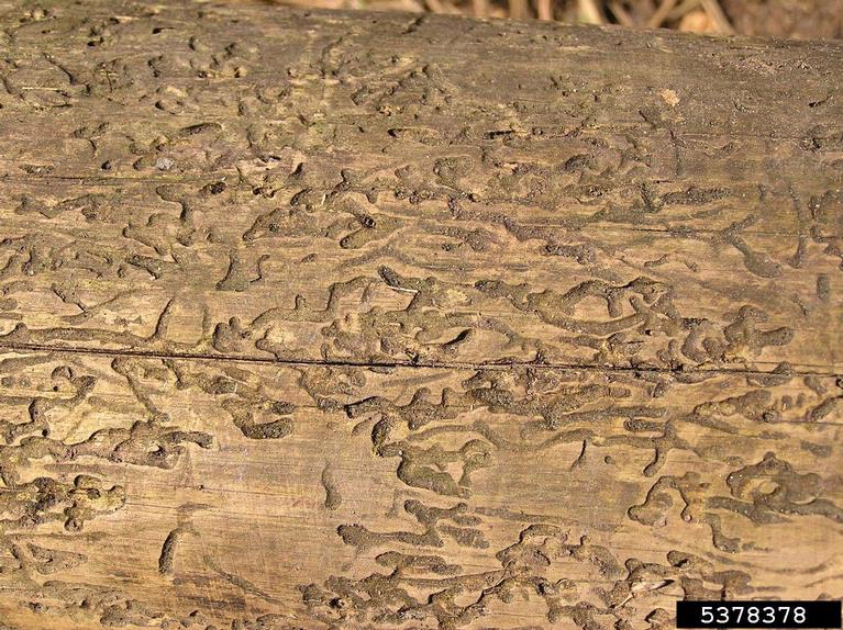 engraver beetle (Ips acuminatus (Gyllenhal, 1827))