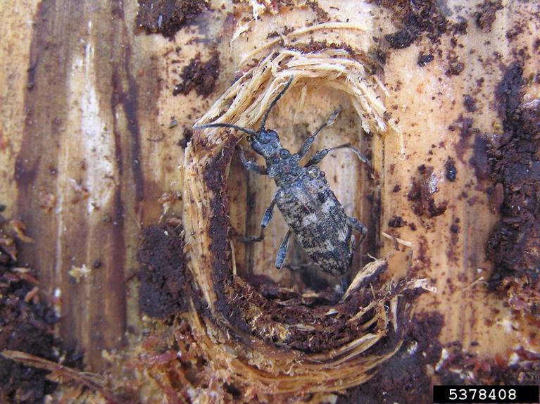 ribbed pine borer (Rhagium inquisitor (Linnaeus, 1758))