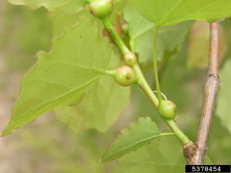 aspen petiole gall midge (Contarinia petioli (Kieffer, 1898))