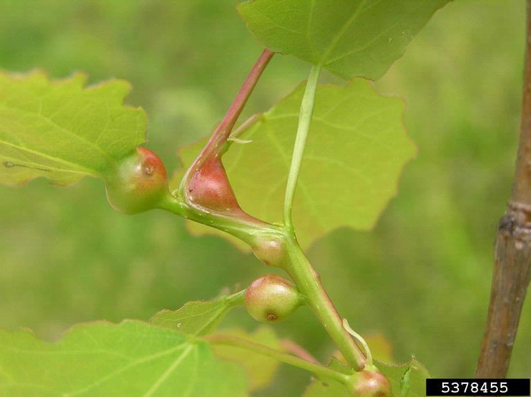 aspen petiole gall midge (Contarinia petioli (Kieffer, 1898))