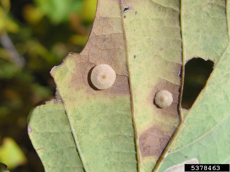 Cynipid gall wasp (Andricus albipes)