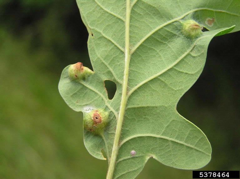 Cynipid gall wasp (Andricus curvator)