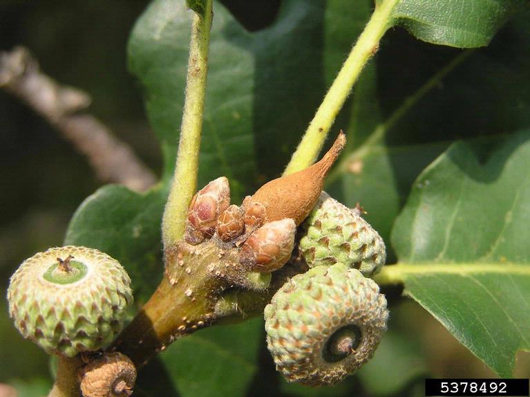 Cynipid gall wasp (Andricus solitarius)