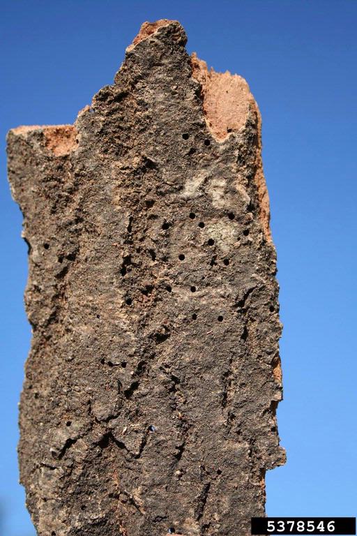 bark beetle (Hylesinus fraxini)