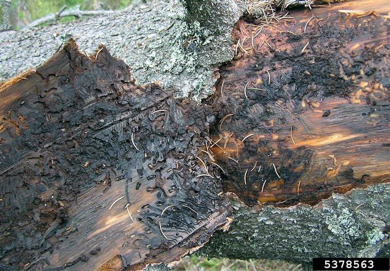 European spruce bark beetle (Ips typographus)