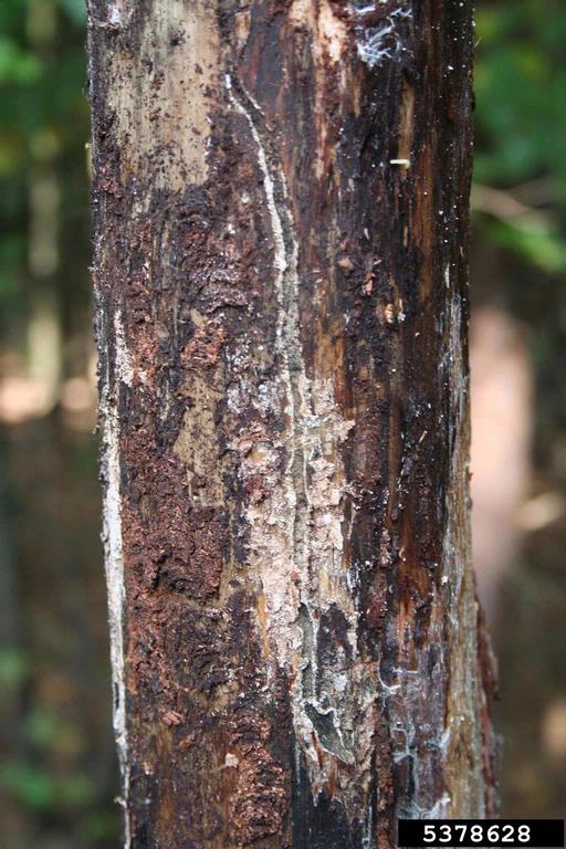 common pine shoot beetle, larger pine shoot beetle (Tomicus piniperda ...