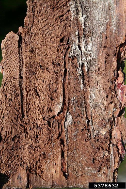 common pine shoot beetle, larger pine shoot beetle (Tomicus piniperda ...