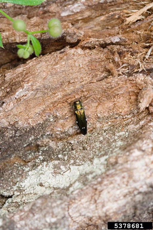 oak splendour beetle (Agrilus biguttatus (Fabricius, 1776))