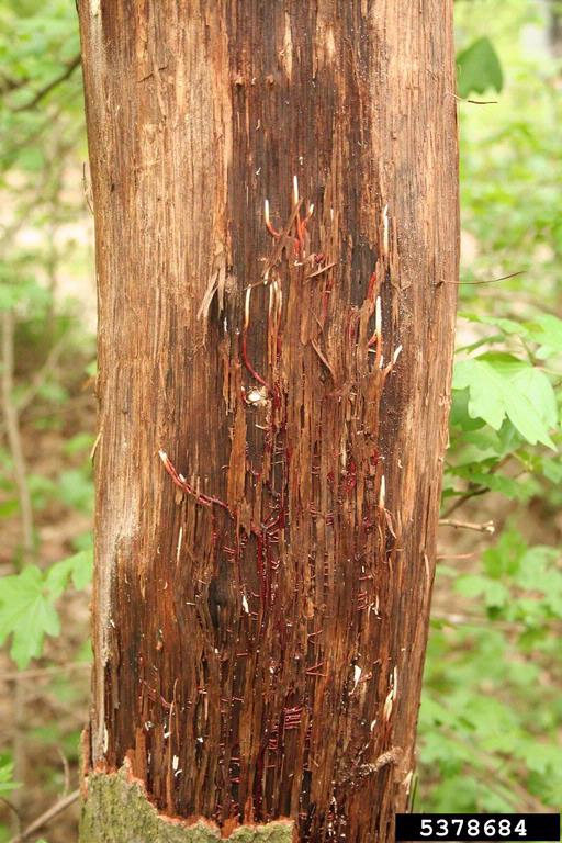 Armillaria root rots (Armillaria spp. ) on oak (Quercus spp. ) - 5378684