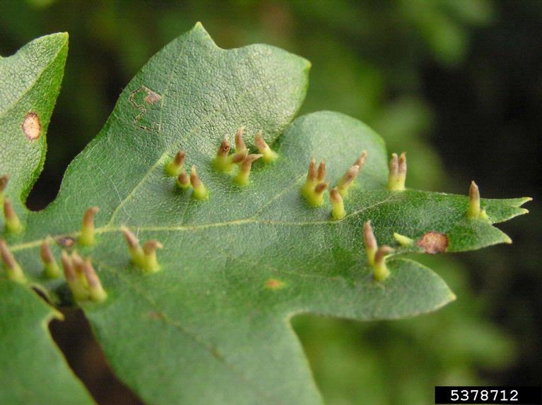 gall midge (Contarinia subulifex Kieffer, 1897)