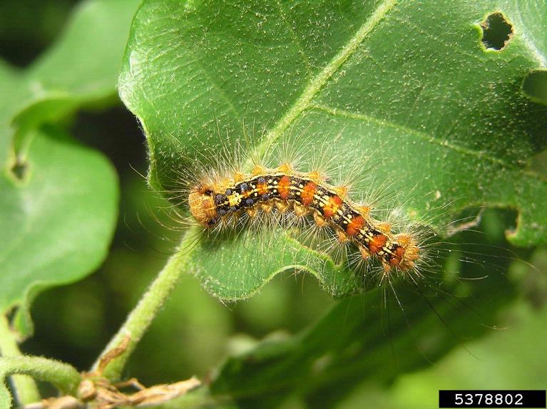 spongy moth (formerly gypsy moth) (Lymantria dispar (Linnaeus))