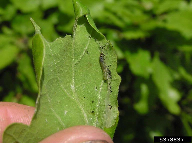 European oak leaf roller (Tortrix viridana Linnaeus)