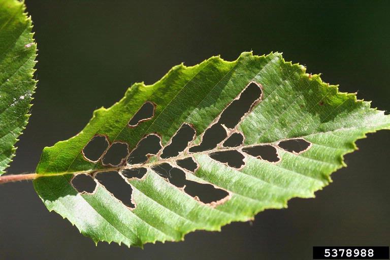 Geometrid moths, spanworms, loopers, inchworms (Family Geometridae)