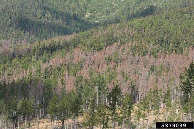 European spruce bark beetle (Ips typographus)