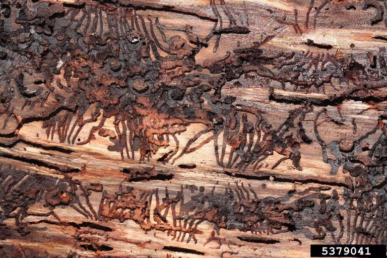 European spruce bark beetle (Ips typographus)