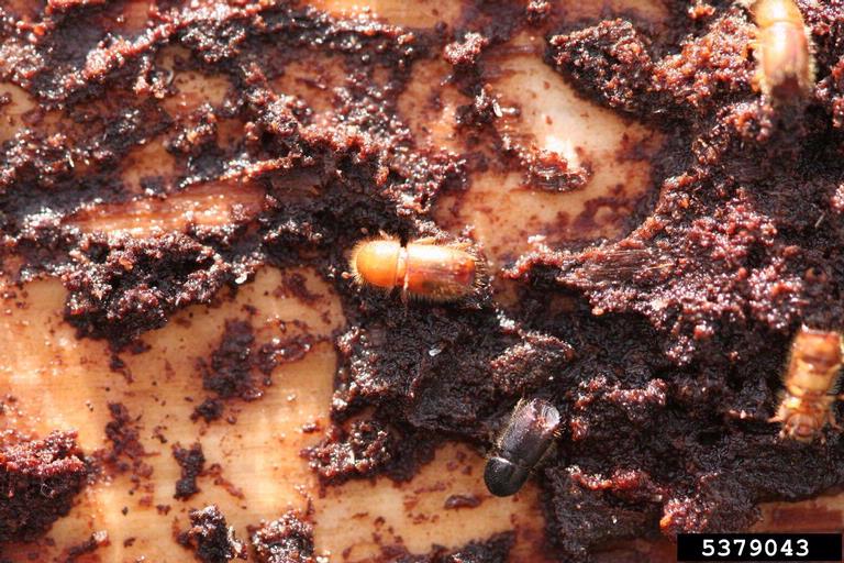 European spruce bark beetle (Ips typographus (Linnaeus, 1758))
