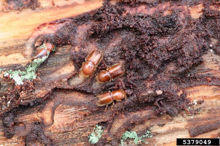 European spruce bark beetle (Ips typographus)