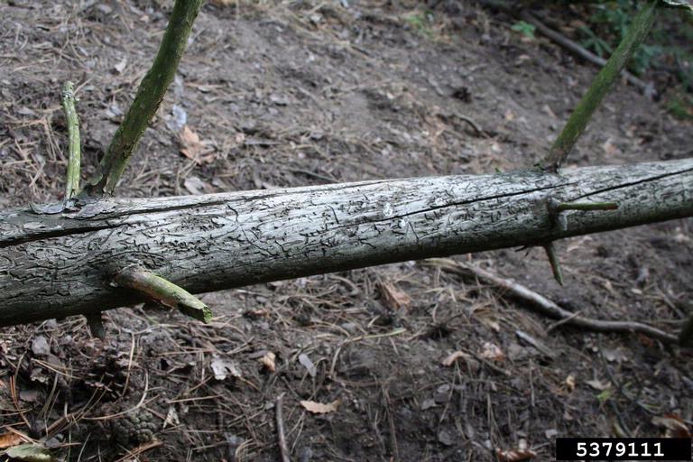 engraver beetle (Ips acuminatus)