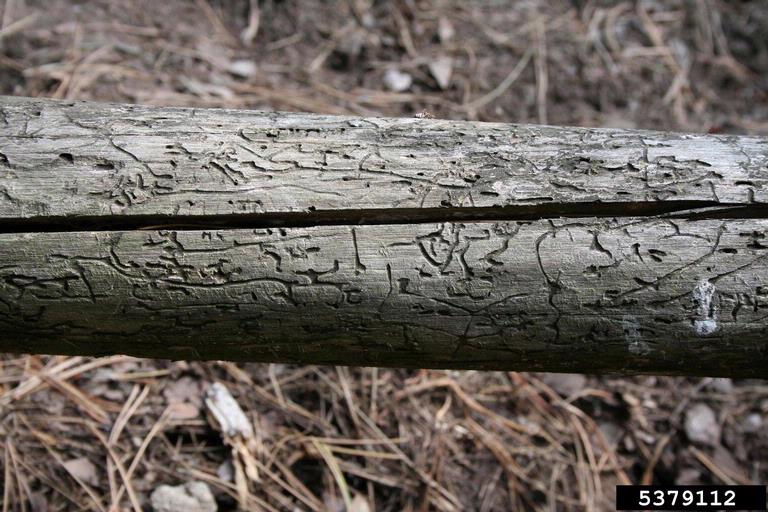 engraver beetle (Ips acuminatus (Gyllenhal, 1827))