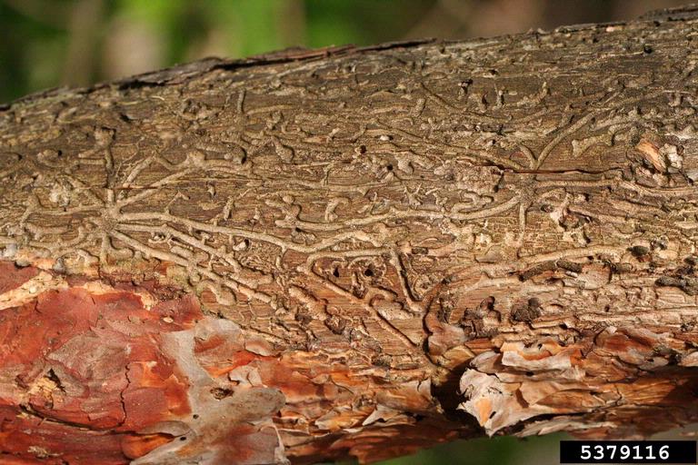 engraver beetle (Ips acuminatus (Gyllenhal, 1827))