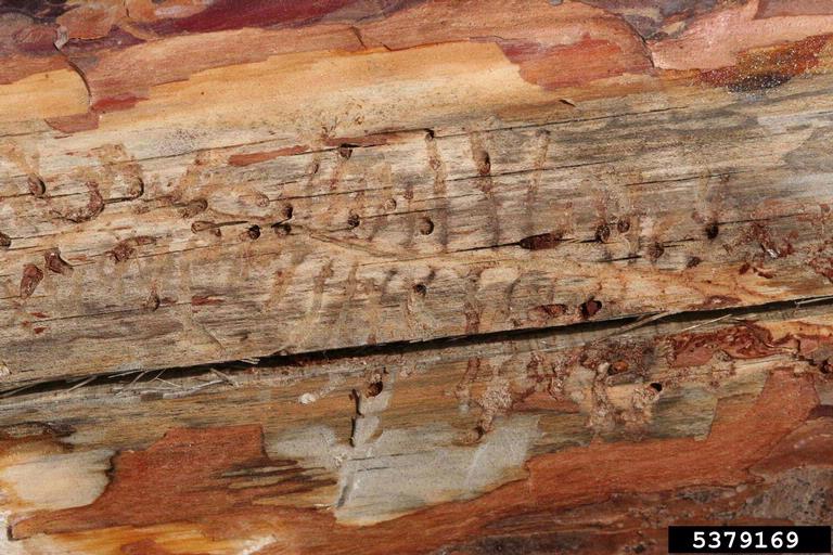 bark beetle (Orthotomicus robustus (Knotek, 1899))