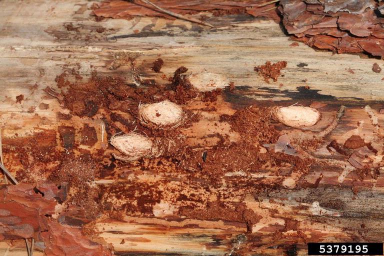 Pissodes weevils (Pissodes spp. ) on pine (Pinus spp. ) - 5379195