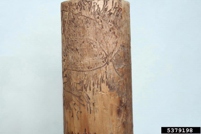 bark beetle (Pityogenes quadridens (Hartig, 1834))