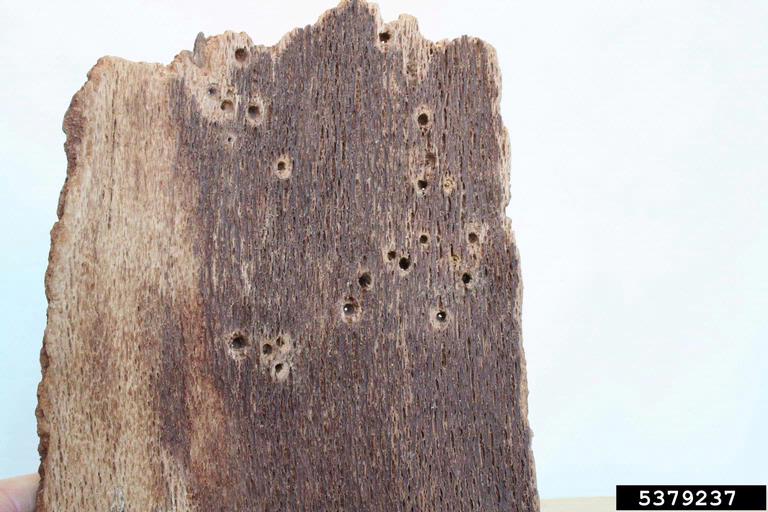 large timberworm (Elateroides dermestoides)