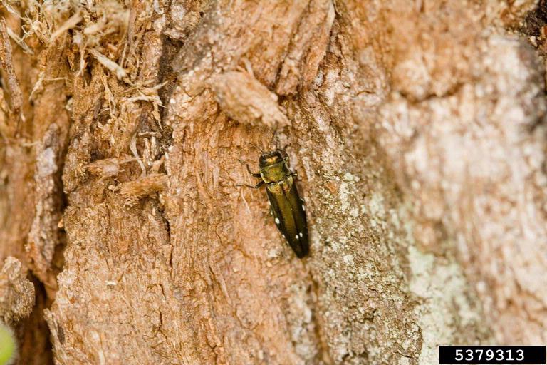 oak splendour beetle (Agrilus biguttatus)