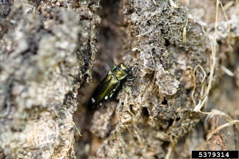 oak splendour beetle (Agrilus biguttatus ) on oak (Quercus spp. ) - 5379314