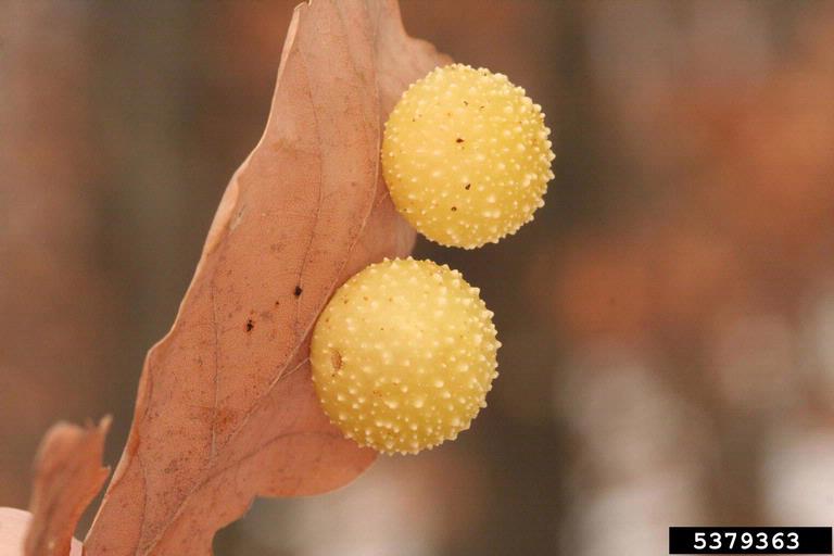 Cynipid gall wasp (Cynips quercusfolii Linnaeus)