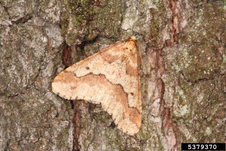 mottled umber moth (Erannis defoliaria (Clerk))
