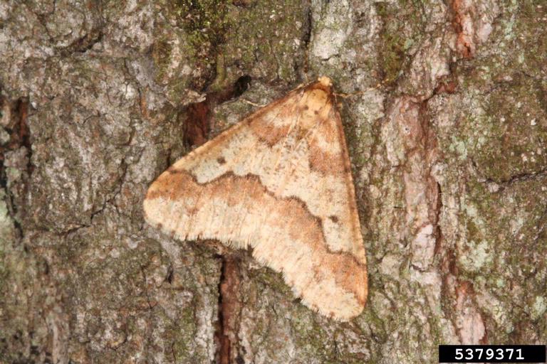 mottled umber moth (Erannis defoliaria (Clerk))