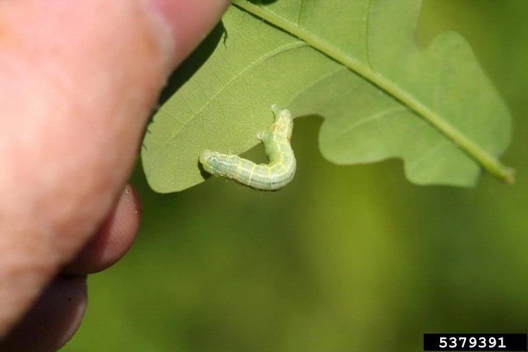 winter moth (Operophtera brumata)