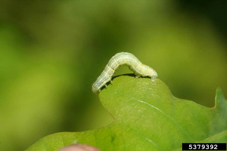 winter moth (Operophtera brumata (Linnaeus))