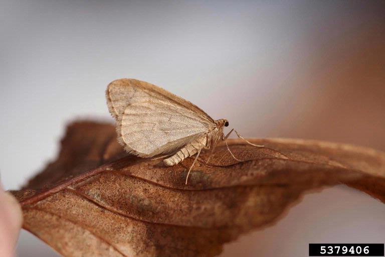winter moth (Operophtera brumata (Linnaeus))