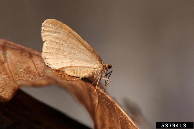 winter moth (Operophtera brumata (Linnaeus))