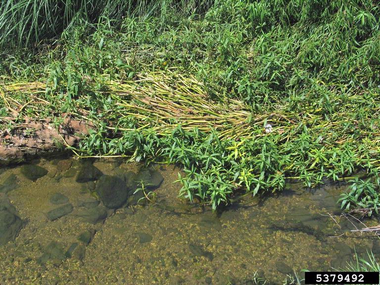 alligatorweed (Alternanthera philoxeroides (Mart.) Griseb.)