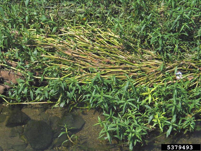 alligatorweed (Alternanthera philoxeroides (Mart.) Griseb.)