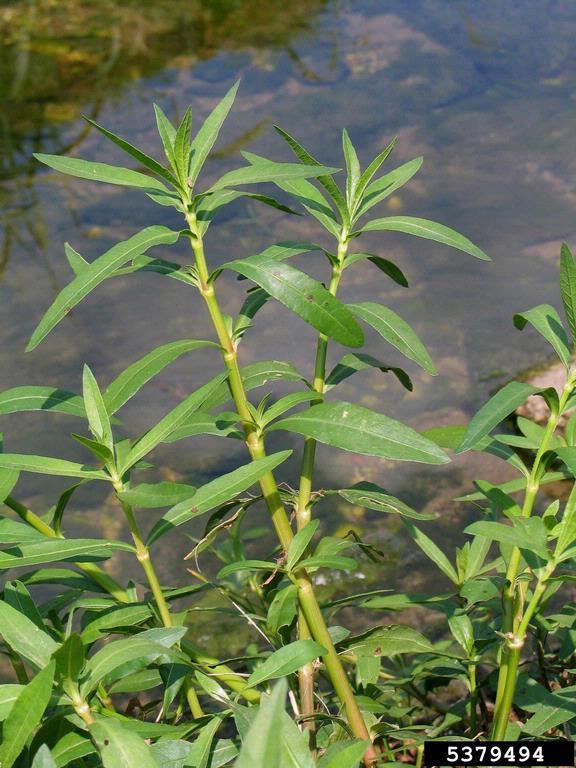 alligatorweed (Alternanthera philoxeroides (Mart.) Griseb.)