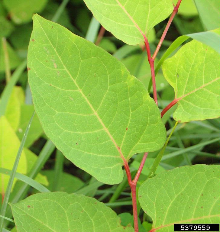 Japanese knotweed (Reynoutria japonica)