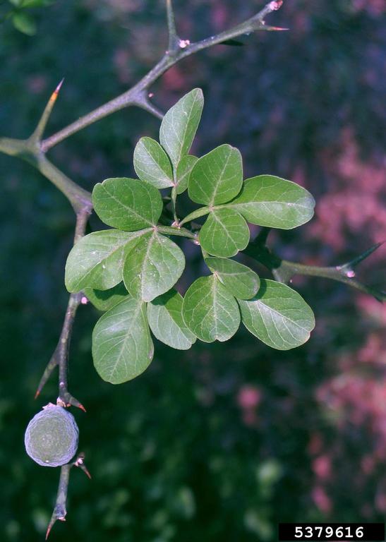 trifoliate orange (Citrus trifoliata (L.) Raf.)