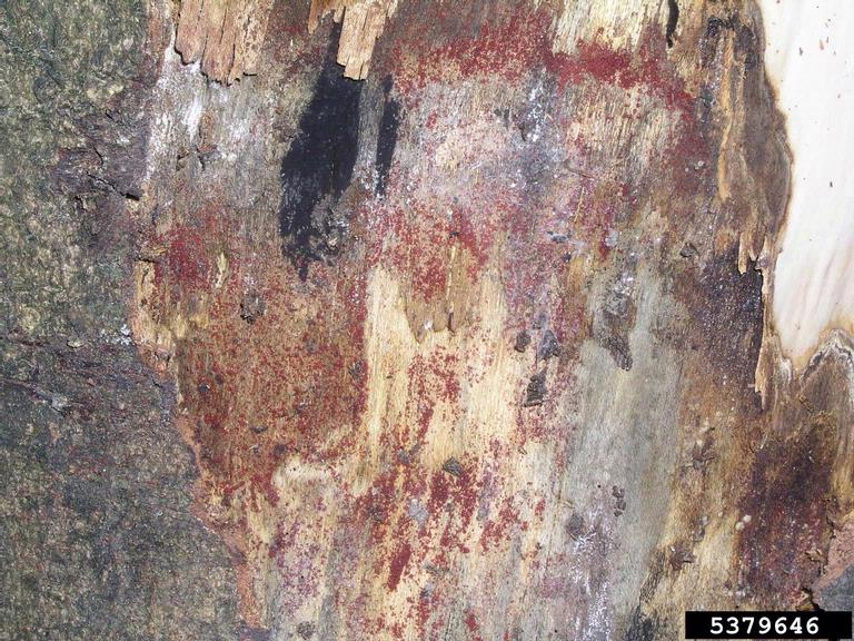 Nectria coccinea (Pers.) Fr. (Synonym for Neonectria coccinea (Pers ...