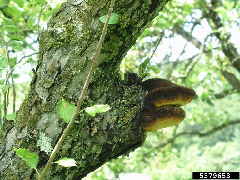 hispidus canker (Inonotus hispidus (Bolton) P. Karst.)