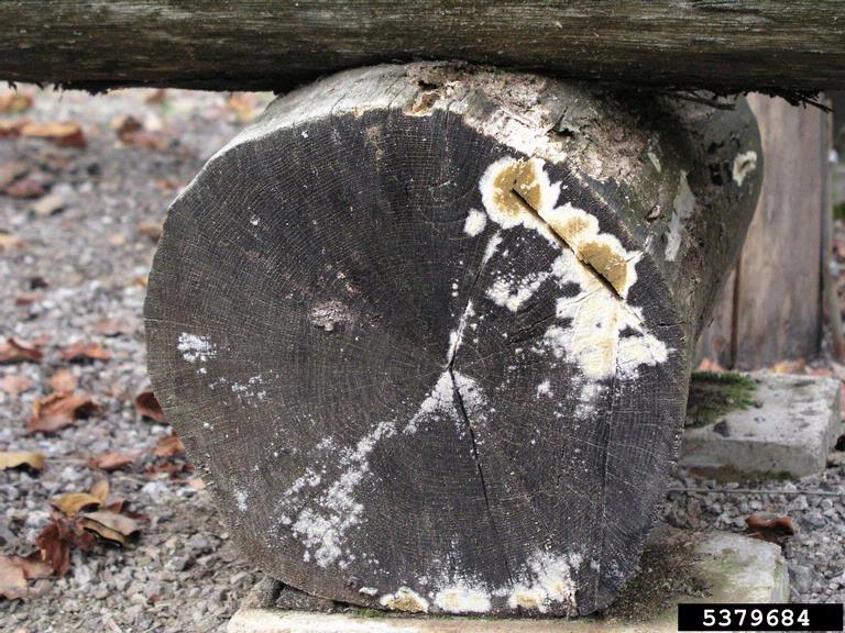 wet rot (Coniophora puteana (Schumack.:Fr.) P. Karst.)